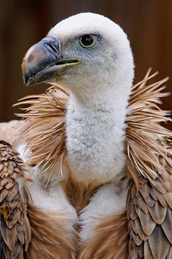 Raptors stock photo. Image of majestic, rapid, exotic - 29262856