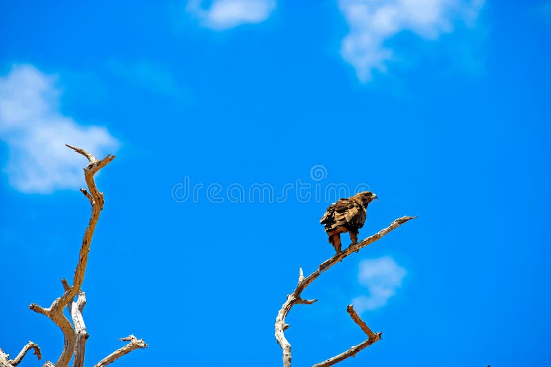 Raptors stock photo. Image of feathers, wild, kenya, eagle - 34910460