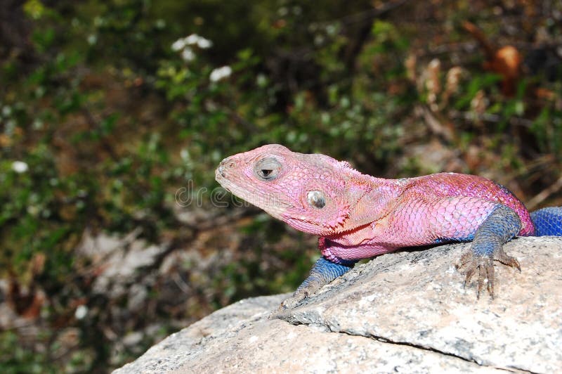 A Rare African Lizard Basking in Sun Stock Photo - Image of lizard ...