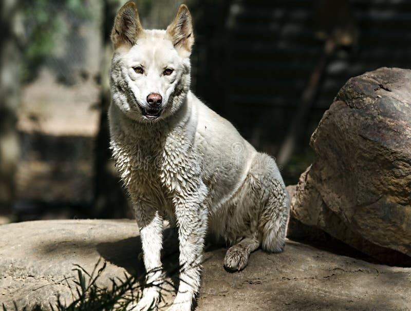 Rare Albino Dingo Stock Photos - Free & Royalty-Free Stock Photos from ...