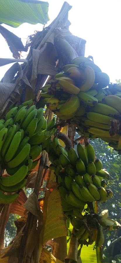 Rare banana tree stock photo. Image of garden, food - 358640714