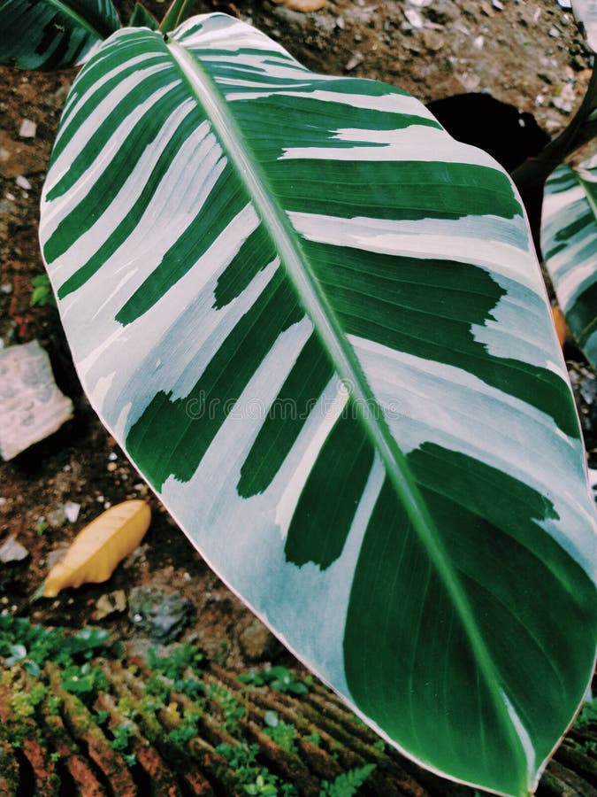 Musa Aeae Stock Photos - Free & Royalty-Free Stock Photos from Dreamstime