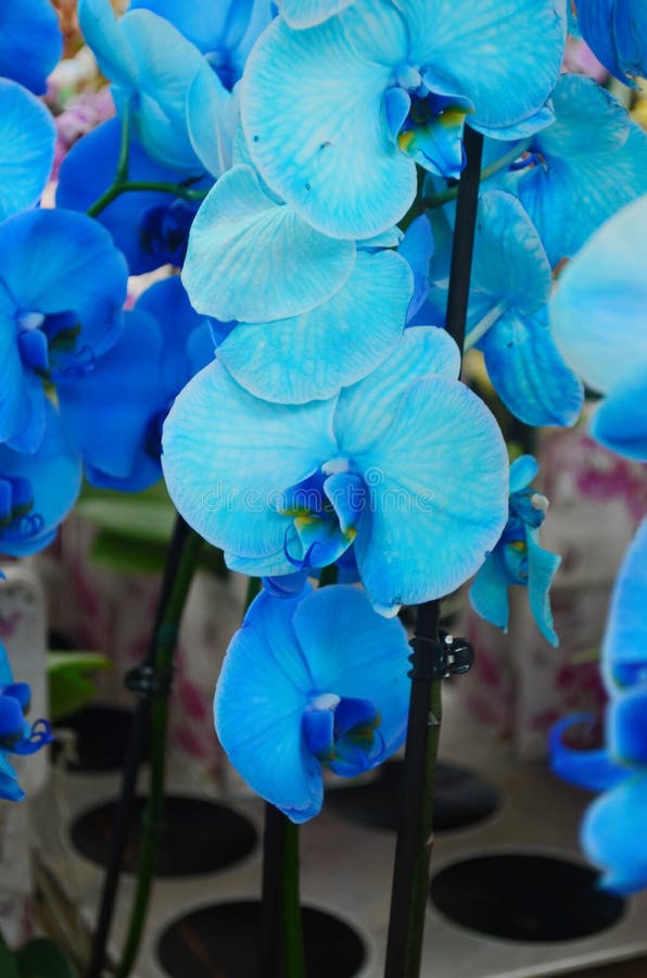 Rare and Beautiful Blue Phalaenopsis Orchid Stock Image - Image of ...