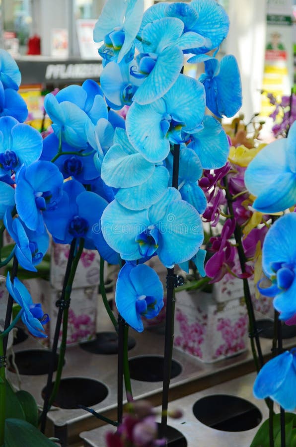 Rare and Beautiful Blue Phalaenopsis Orchid Stock Photo - Image of ...