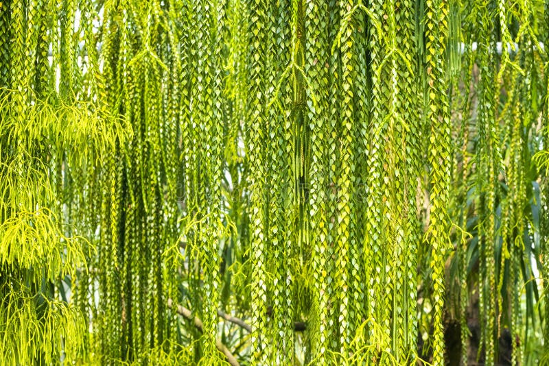A Rare and Beautiful Fern in the Garden Stock Image - Image of decor ...