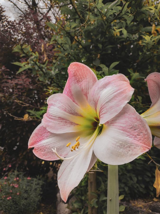Rare Beautiful Flower in My Garden Stock Image - Image of blossom, pink ...
