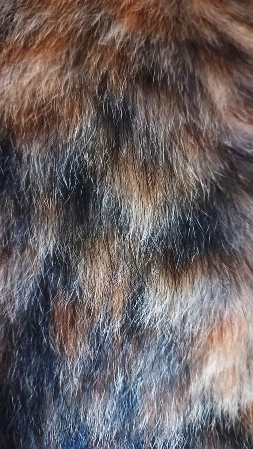 Rare and Beautiful Tricolor Cat Fur Stock Photo - Image of tricolor ...