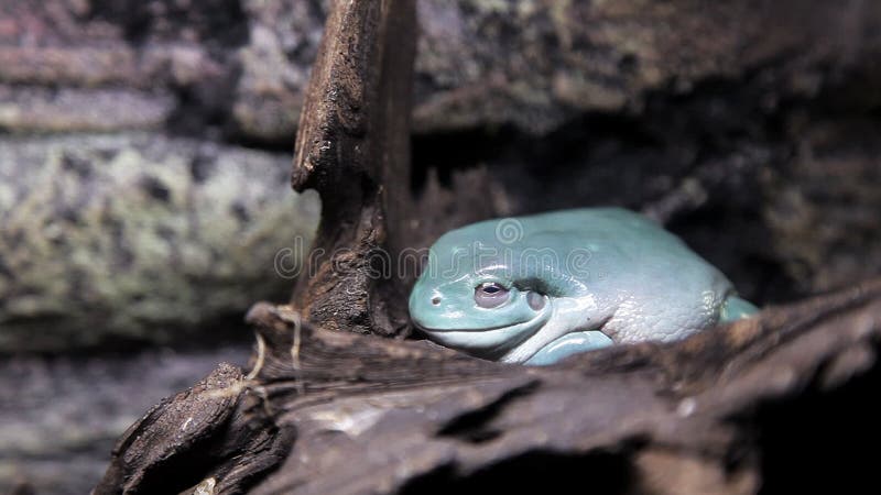 A Rare Beautiful View of a Frog, Toad Under Water. Frog, Blue Toad ...