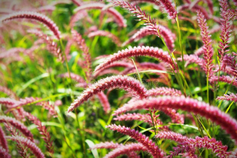 Rare Beautiful Wild Grass Variety in Nice Blurred Nature Background ...