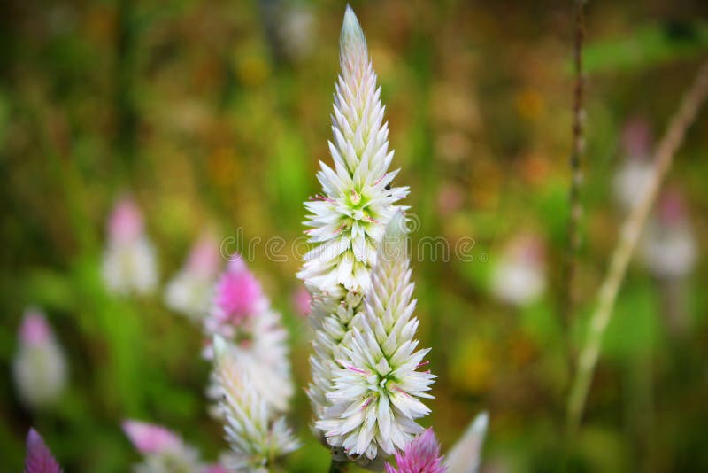 Beautiful Wild Grass Variety in Nice Blurred Nature Background Stock ...