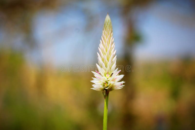 Beautiful Wild Grass Variety in Nice Blurred Nature Background Stock ...