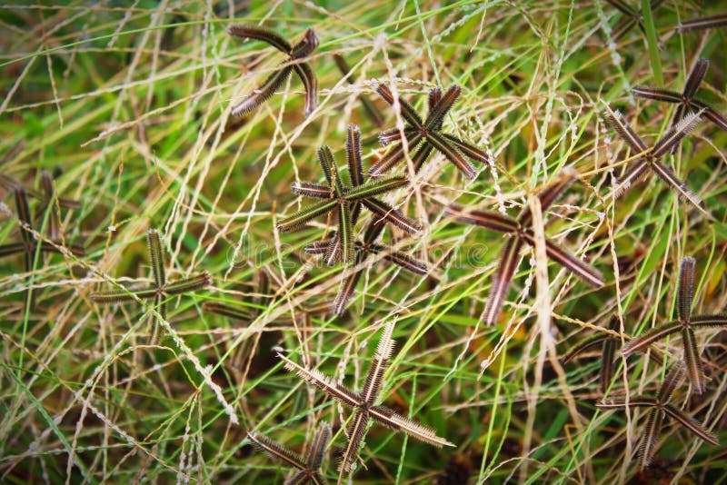 Rare Beautiful Wild Grass Variety in Nice Blurred Nature Background ...