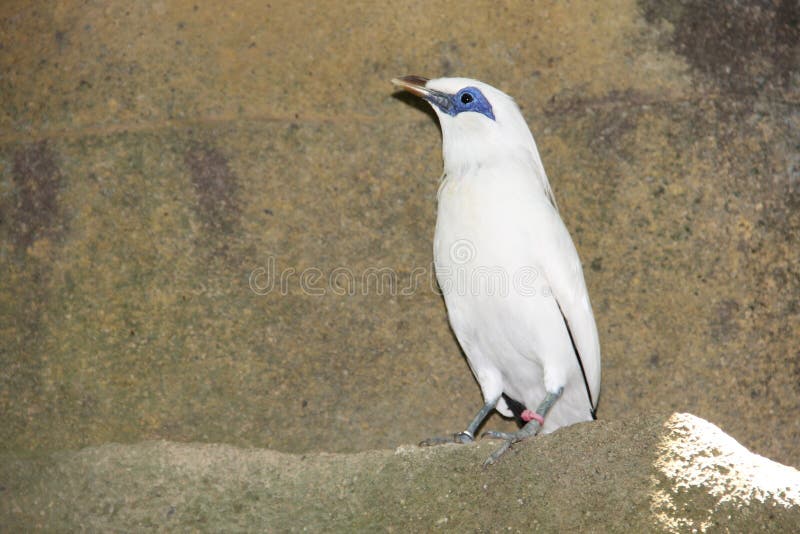 Rare Bird Called White Starling Stock Image - Image of small, stone ...