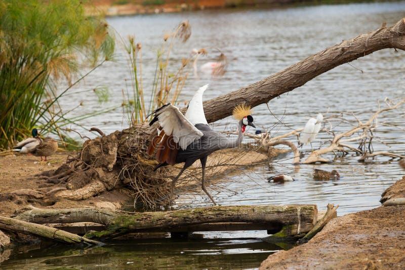 Rare Bird on Log stock photo. Image of rare, daytime - 66954588