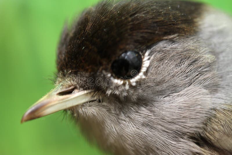 Bird of the Mountains with the Sharp Beak Photographed with Macro Lens ...