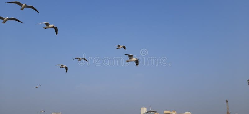 Rare Birds Flying in Sky on the Sea in India in Winter Session Stock ...