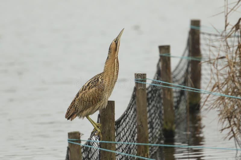 A Rare Bittern, Botaurus Stellaris, Perched Up on a Post at the Edge of ...