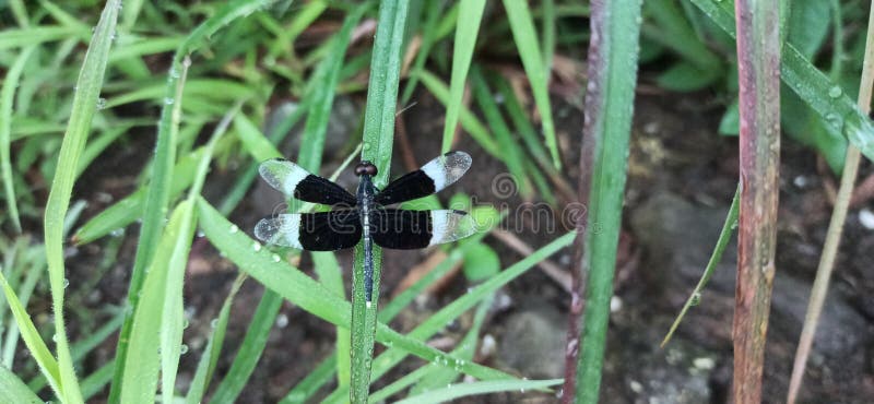 Rare Black dragonfly stock photo. Image of arthropod - 227400878