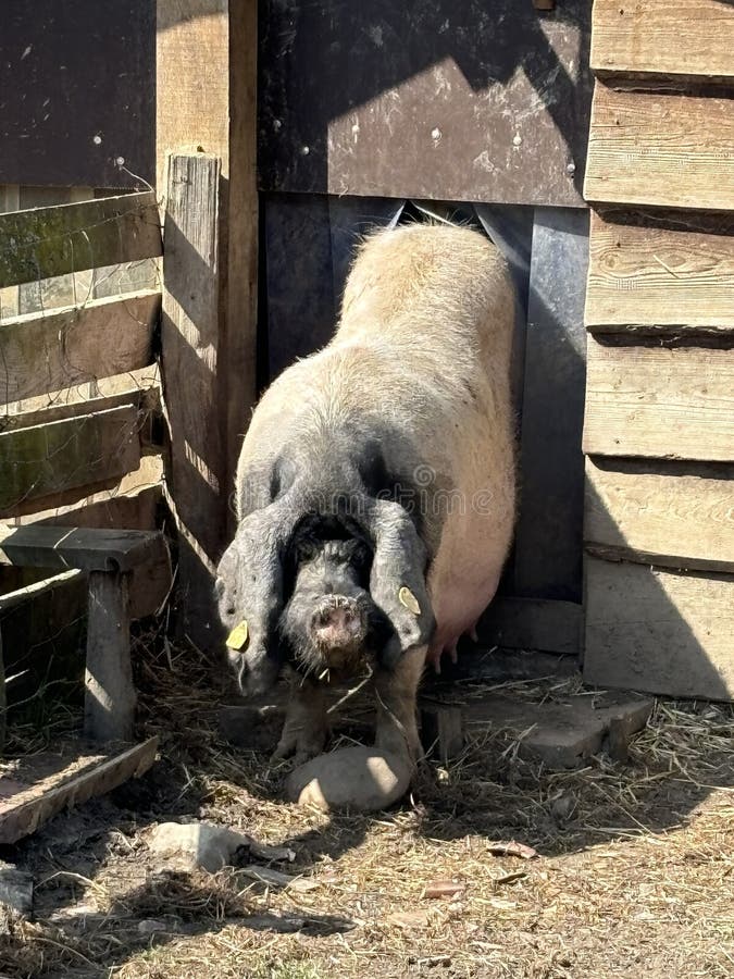 Rare Black Iberian Lop Eared Pig Stock Image - Image of horn, elephant ...
