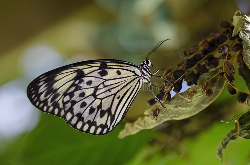 Rare Black and White Monarch Butterfly Stock Image - Image of proboscis ...