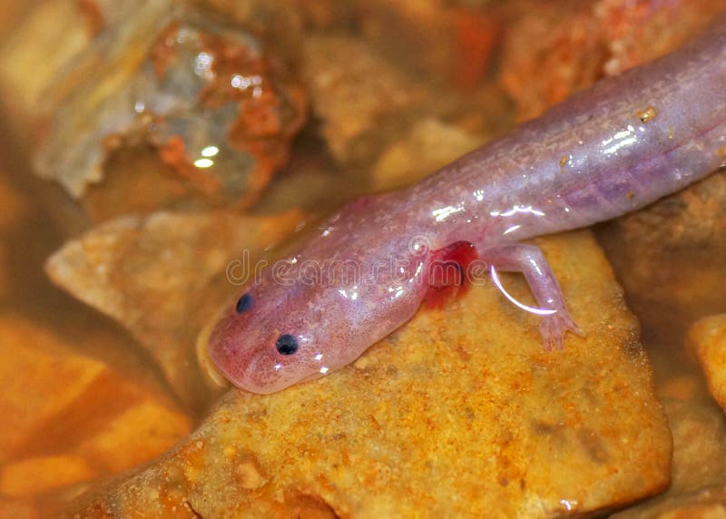 Rare blind cave salamander stock image. Image of eurycea - 37541573