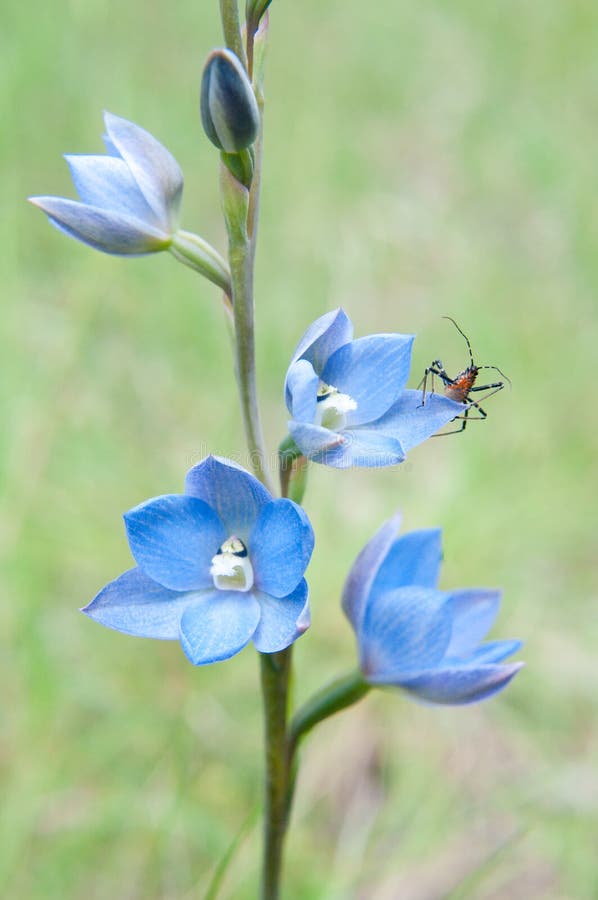 Rare Blue Sun Orchid and Visitor Stock Image - Image of insect, botany ...