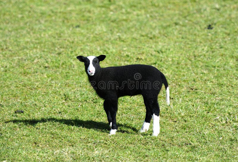Rare Breed Balwen Welsh Lamb Stock Photo - Image of pasture, meadow ...