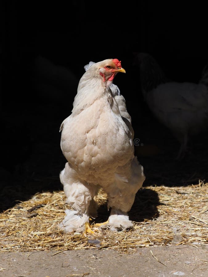 Breed Cockeral Stock Photos - Free & Royalty-Free Stock Photos from ...