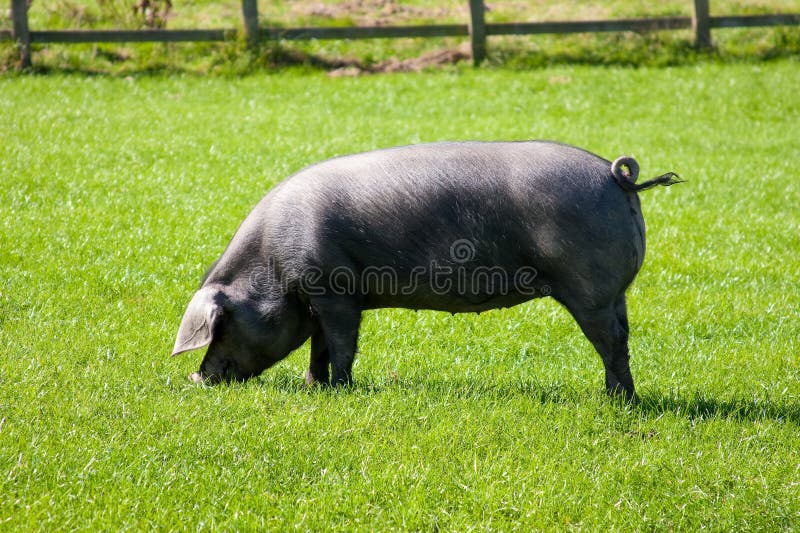 Rare Breed Cornish Black Pig with Curly Tail Stock Photo - Image of ...