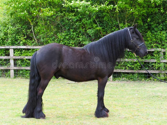Rare Breed Dales Pony stock photo. Image of grass, condtion - 289729072