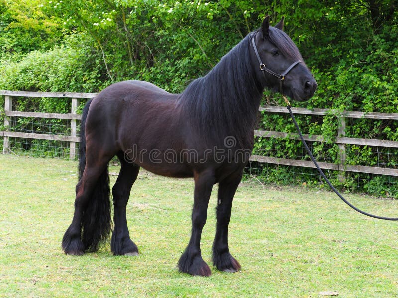 Rare Breed Dales Pony stock photo. Image of breed, paddock - 289729116