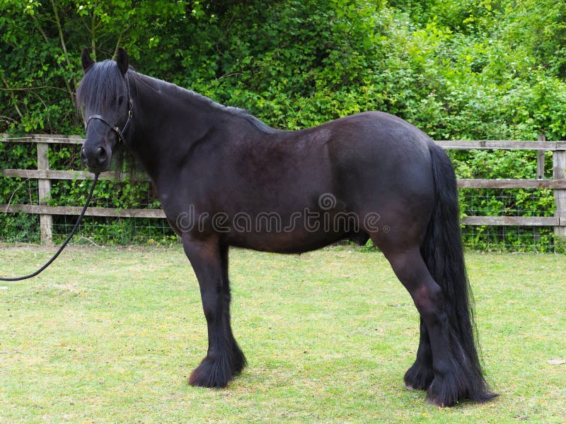 Rare Breed Dales Pony stock image. Image of rare, breed - 289729153