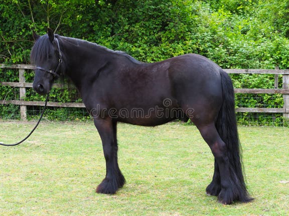 Rare Breed Dales Pony stock photo. Image of native, field - 289729184