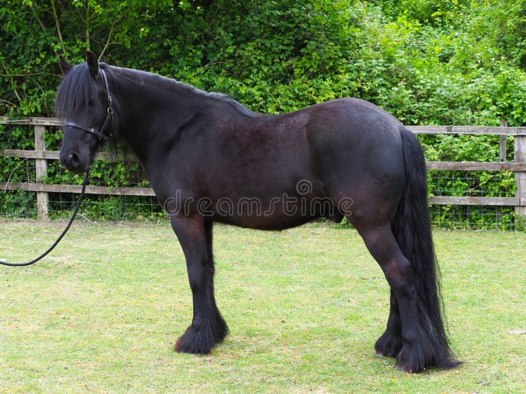 Rare Breed Dales Pony stock photo. Image of native, field - 289729184