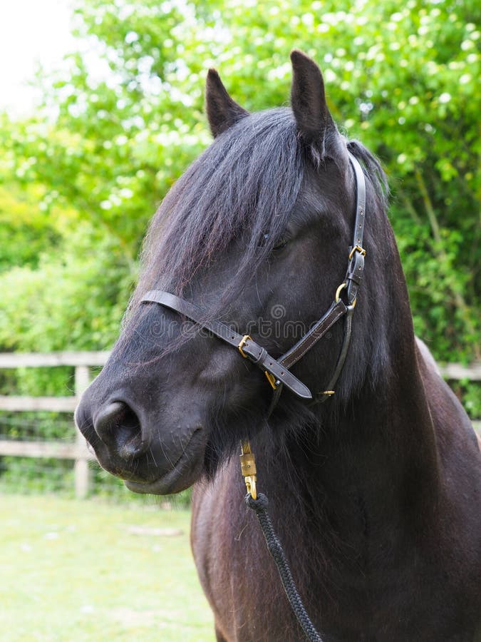 Rare Breed Dales Pony Head Shot Stock Image - Image of head, field ...