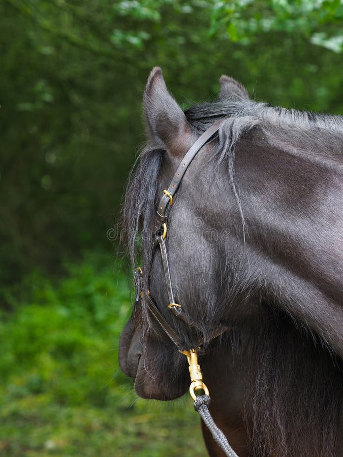 Rare Breed Dales Pony Head Shot Stock Image - Image of field, halter ...