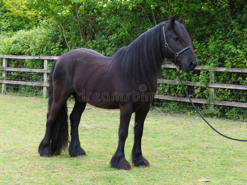 Rare Breed Dales Pony stock image. Image of gelding - 327948169