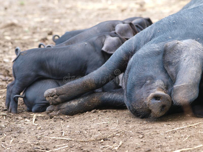 Rare Breed Pigs stock image. Image of black, mammal - 218282945