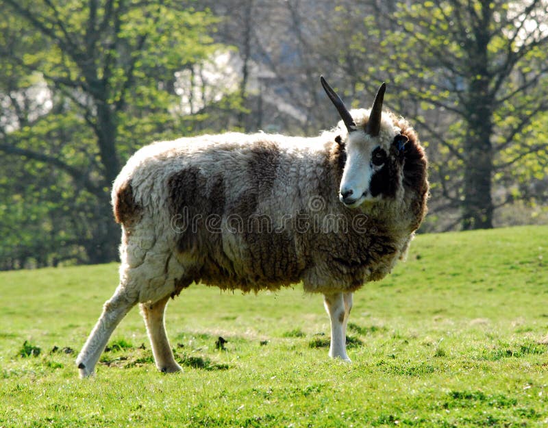 Rare breed of sheep stock image. Image of sheep, horns - 9119875