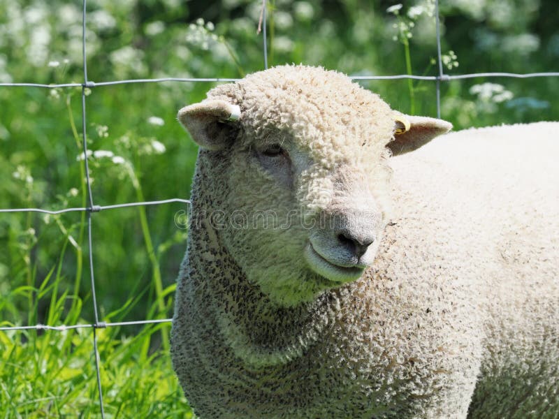 Rare Breed Sheep stock photo. Image of farming, wool - 138193572