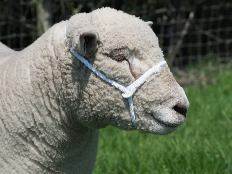 Rare Breed Sheep stock image. Image of wool, sheep, production - 138193771