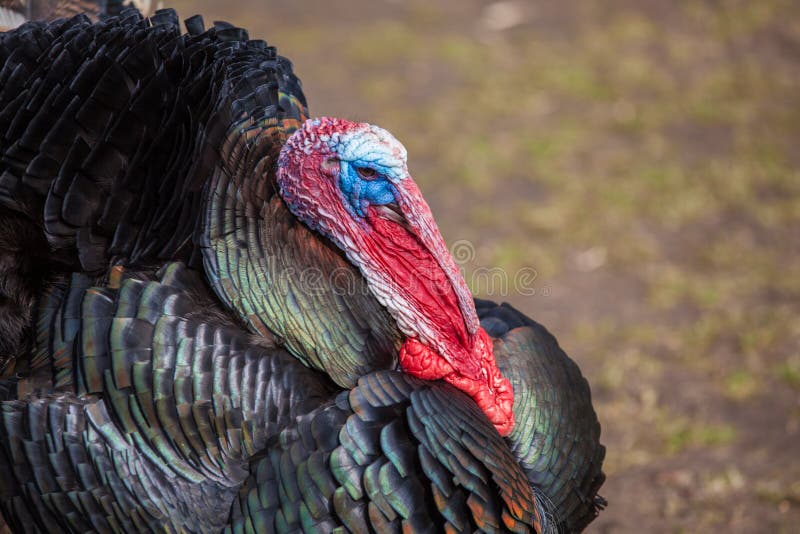 Rare breed Turkey stock photo. Image of bird, animal - 30312572