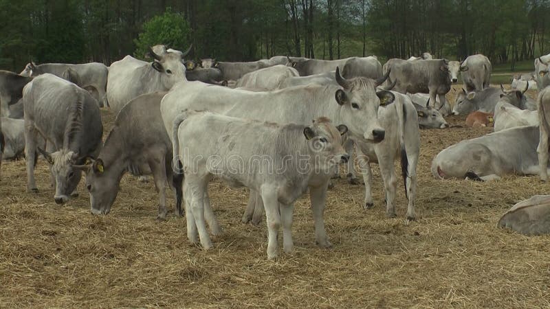 A Rare Breed of Ukrainian Cows Stock Video - Video of bull, mammal ...