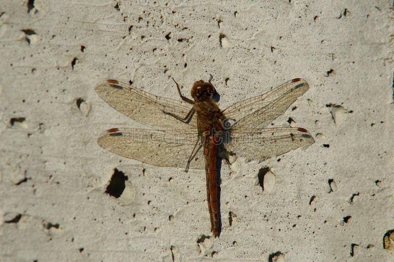 Rare Brown Dragonfly Perches Delicately on a White Wall Stock Photo ...