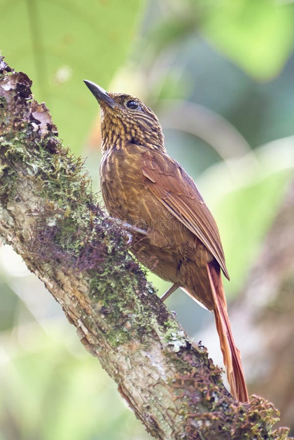 Rare Brown and Striated Bird Walking in the Tree Stock Image - Image of ...