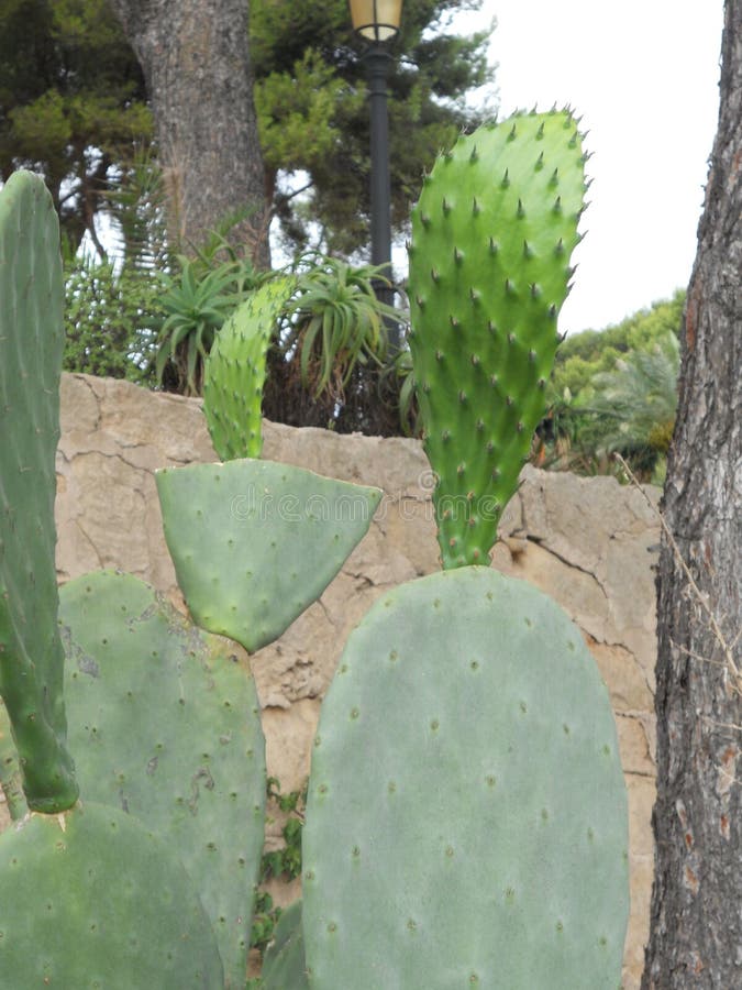 Rare Cactus Species Thriving Wild Stock Photo - Image of cluster ...