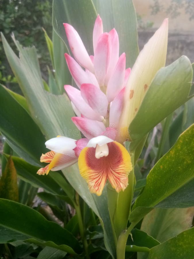 Rare Cardamom Flowers with Leaves Stock Image - Image of glowing ...