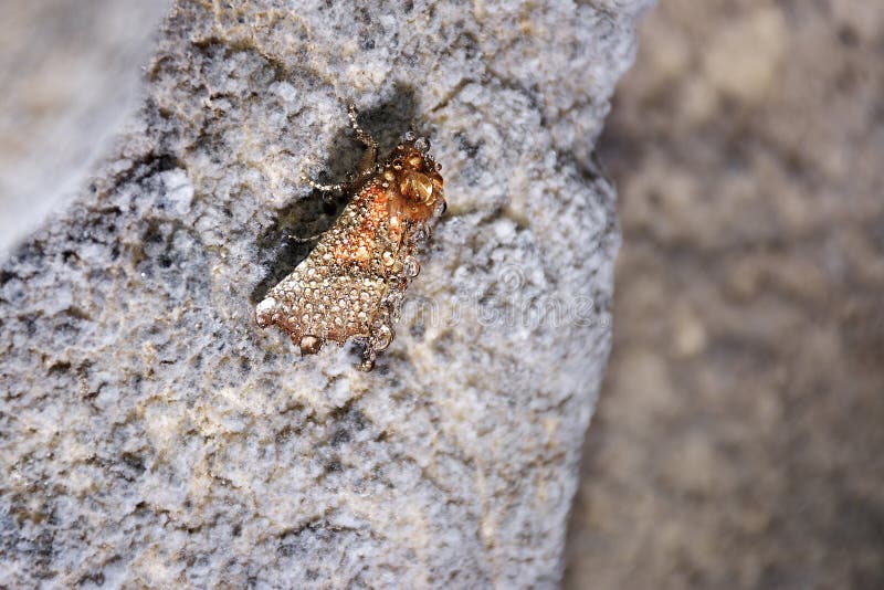 The Rare Cave Moth, Scoliopteryx Libatrix Stock Photo - Image of ...