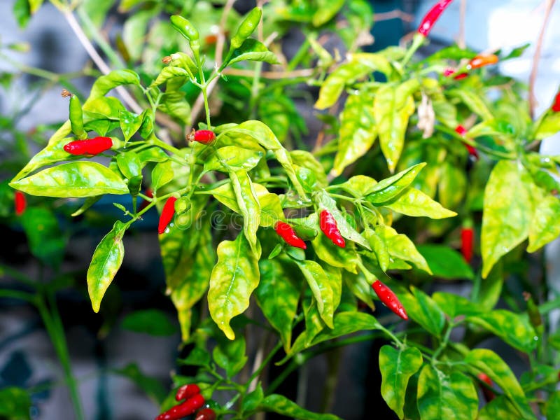 Rare Cayenne pepper stock image. Image of willd, arundinacea - 174850393