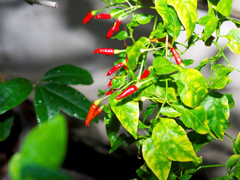 Rare Cayenne pepper stock image. Image of willd, redhot - 174850465